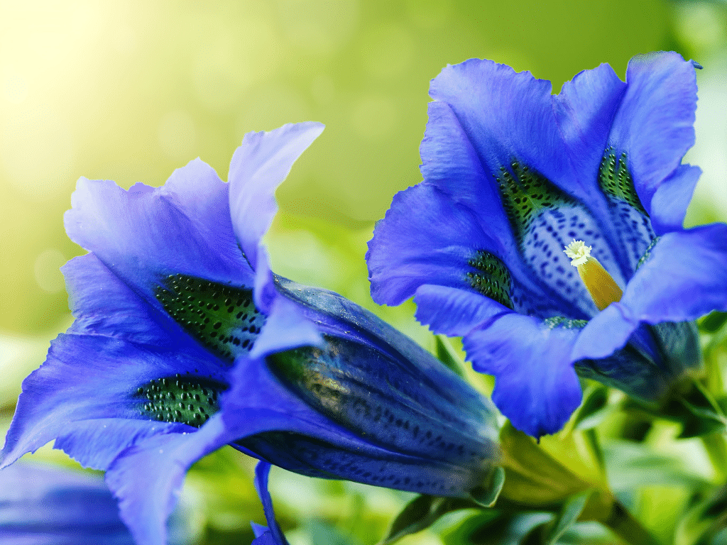 Gentian: A Bitter Herb Filled With Hormonal, Digestive, and Liver ...