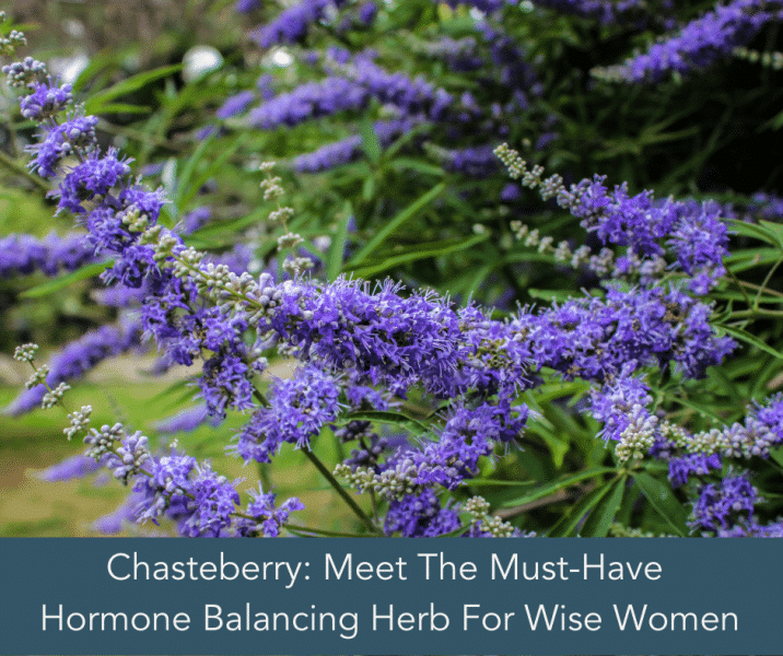 Chasteberry: Meet the Must-Have Hormone Balancing Herb for Wise Women ...